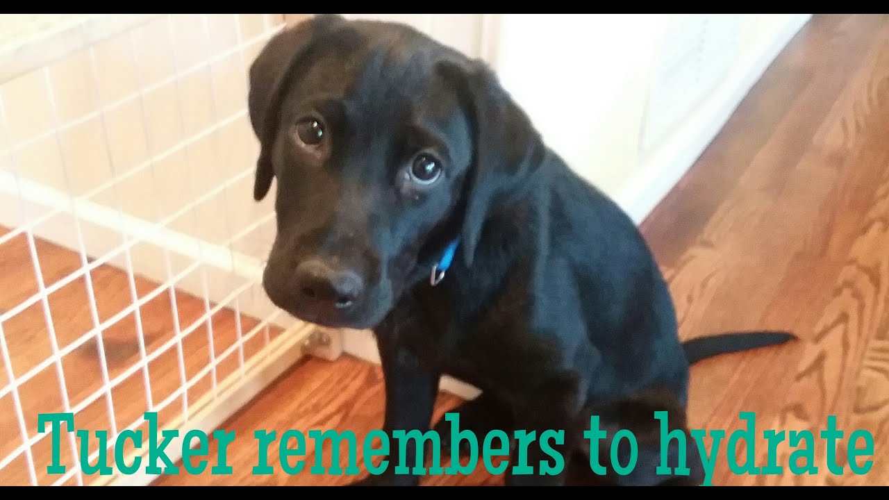 Tucker the Labrador Retriever - 12 Weeks Old - YouTube