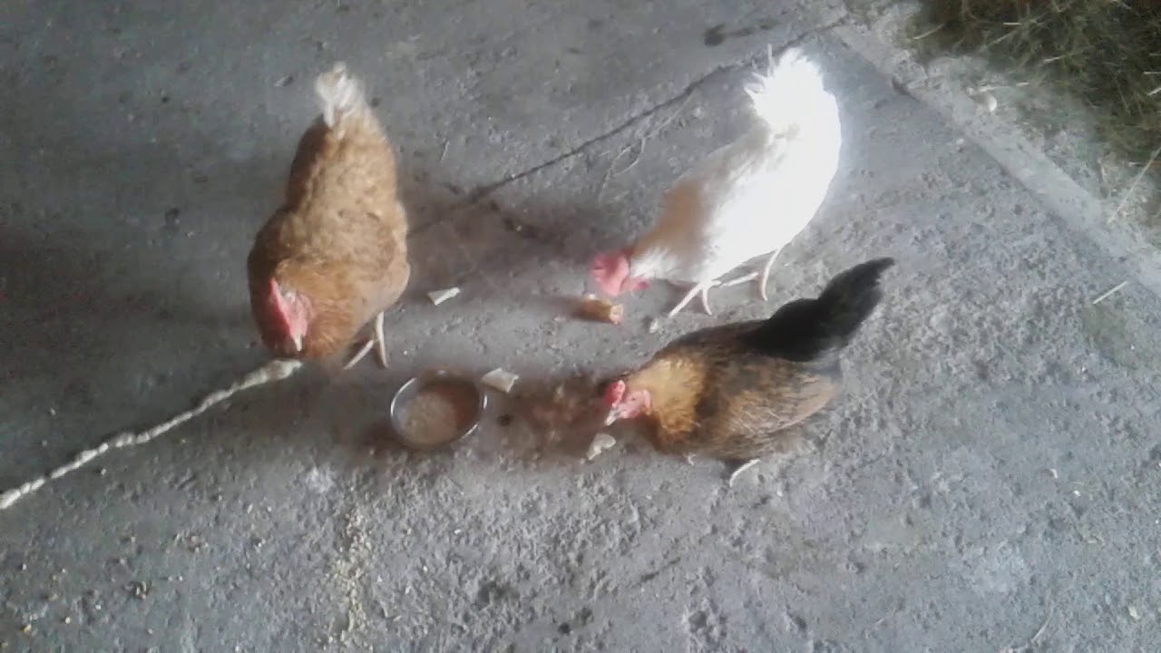 wake up chicken time - YouTube