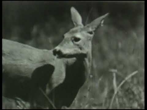 Lupow, ein Dorf in Pommern wie es einmal war. - YouTube