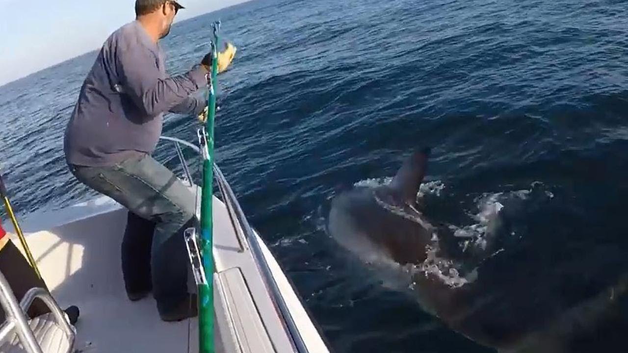 Crew Spots Rare 16-Foot-Long, 3,000-Pound Great White Shark - YouTube