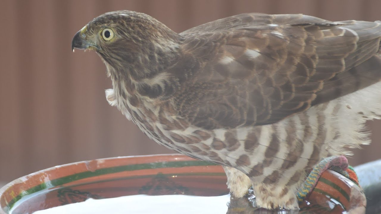 3nut3 my shikra || taking bath #falconry #hunting #eagle #attack # ...