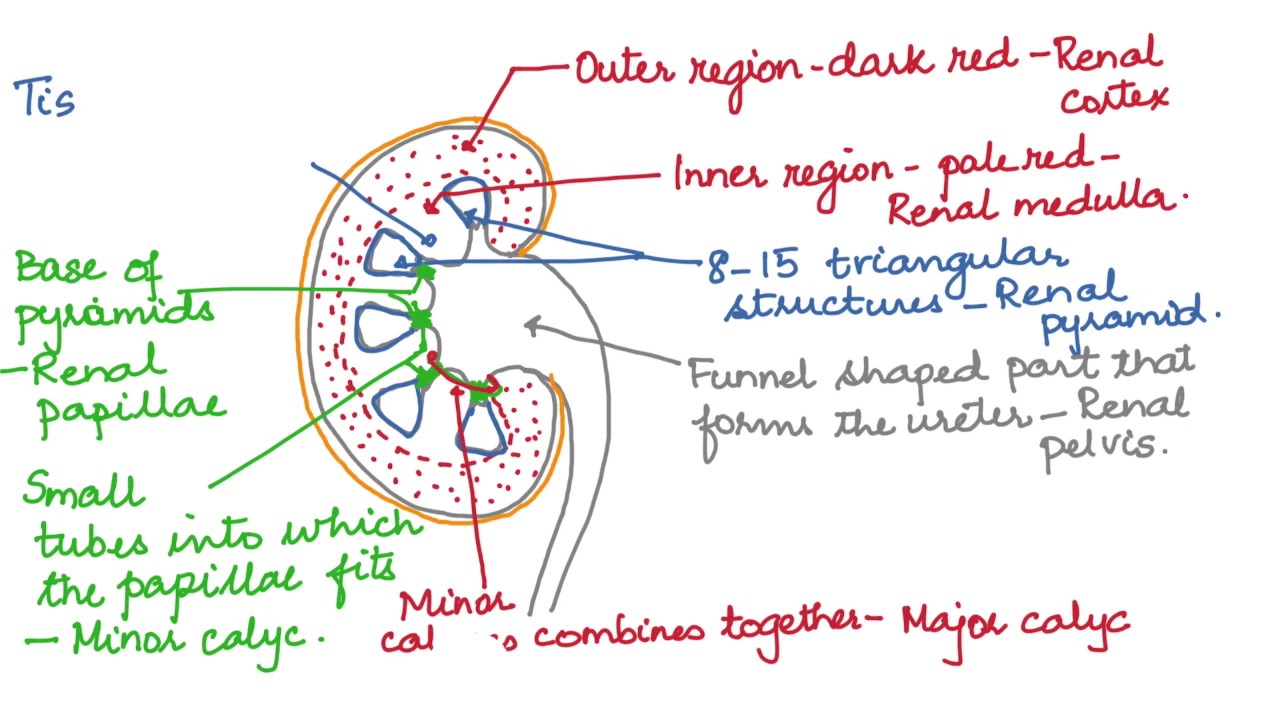 INTERNAL STRUCTURE OF THE KIDNEY: HUMAN PHYSIOLOGY: CH-19 PART 5 ISC ...