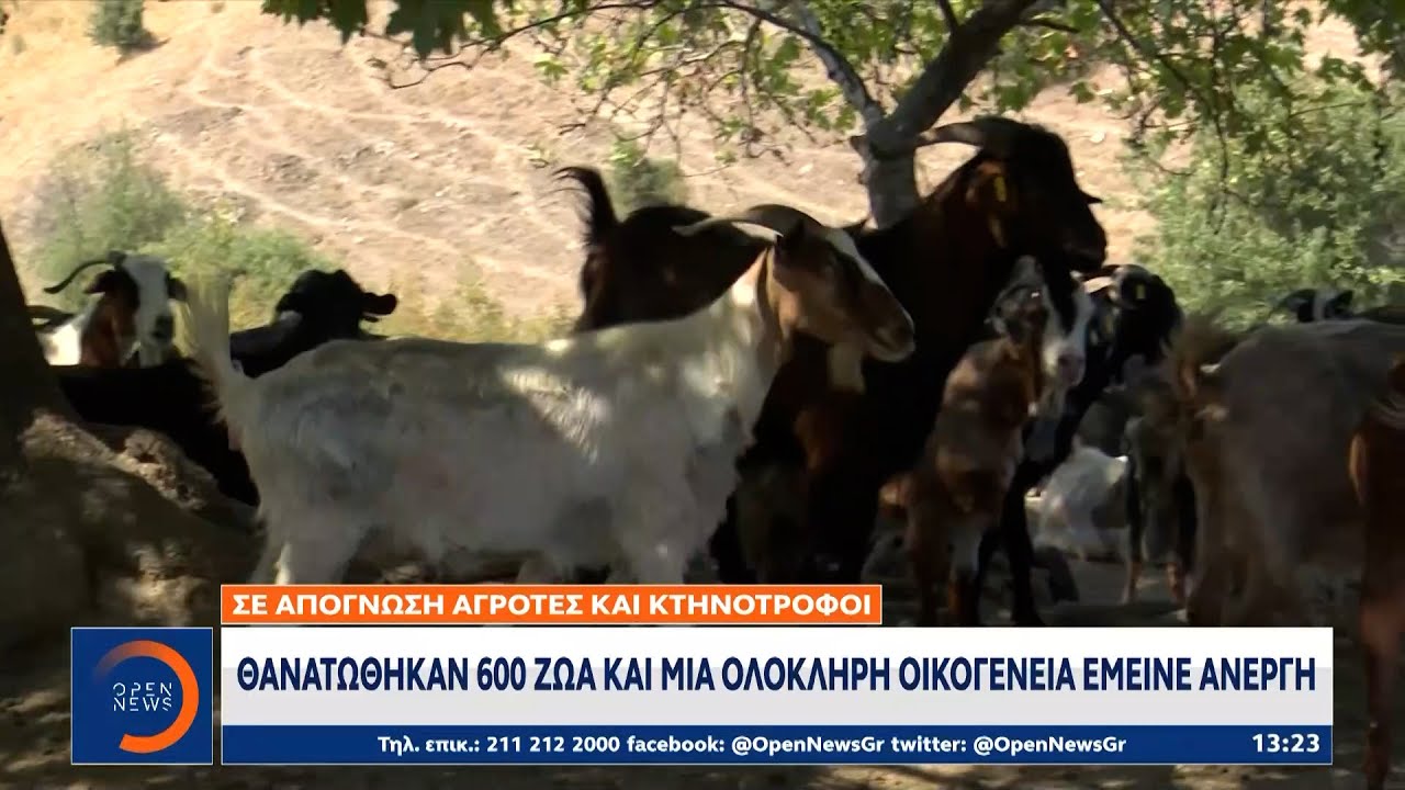 Θανατώθηκαν 600 ζώα και μια ολόκληρη οικογένεια έμεινε άνεργη | OPEN TV ...