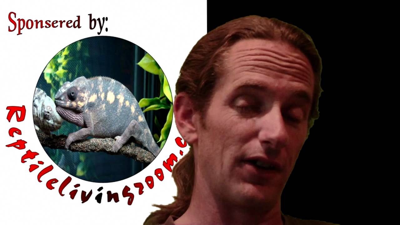 Reptile News: Arabian Cobra first time captive breeding - YouTube