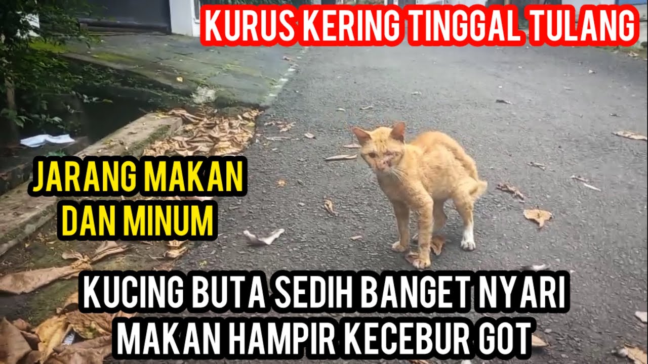 Kucing Buta Kurus Kering Di Jalanan Jarang Makan Dan Minum..‼️ - YouTube