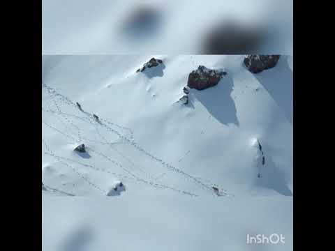 Kurt sürüsü Erek Dağı VAN.. Baran sarpdag