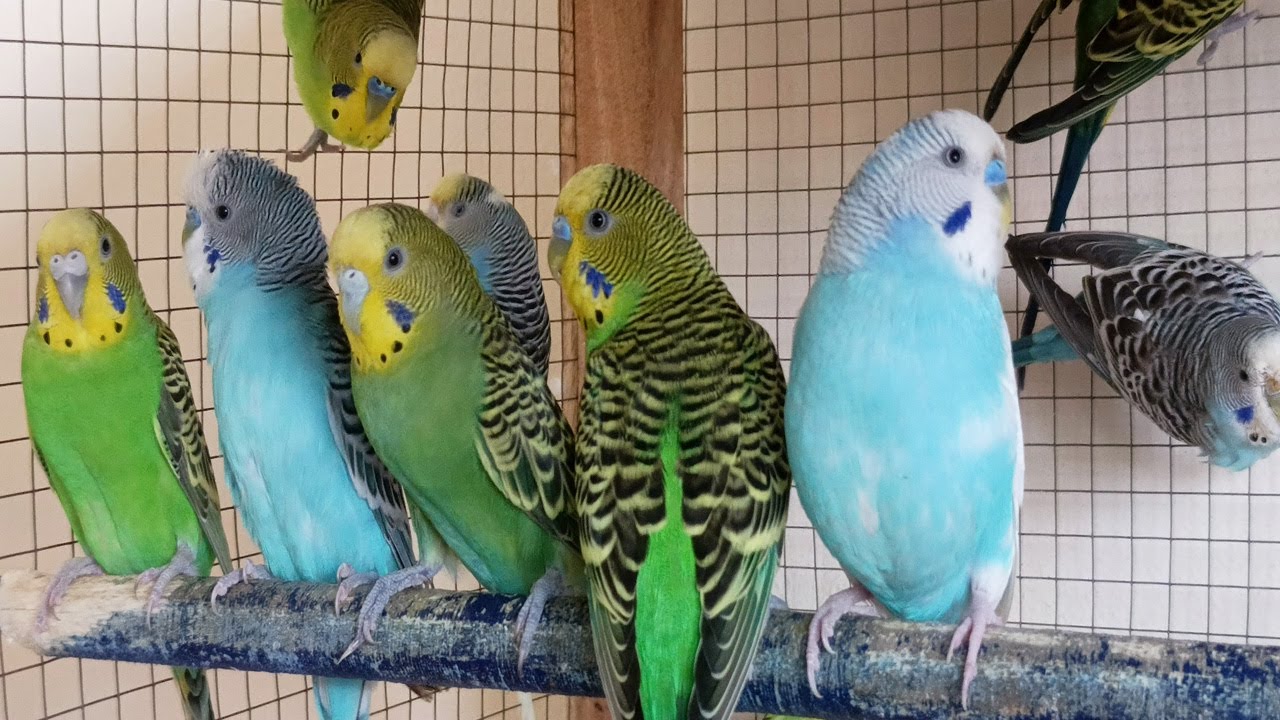 12 Hr Help Quiet Parakeets Sing Playing This, Cute Budgies Chirping ...