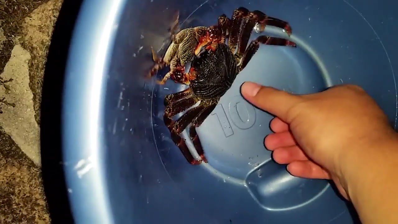 Large Hawaiian rock crab (a'ama crab) - YouTube