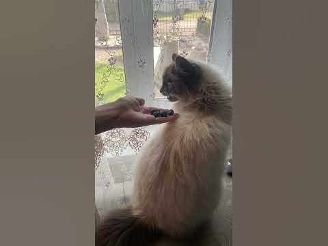 Голубичка - YouTube