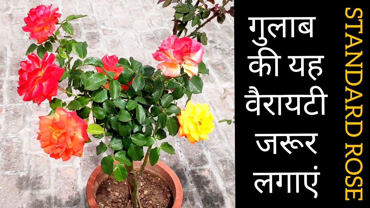 Standard rose plant, Rose variety, Rose care - YouTube