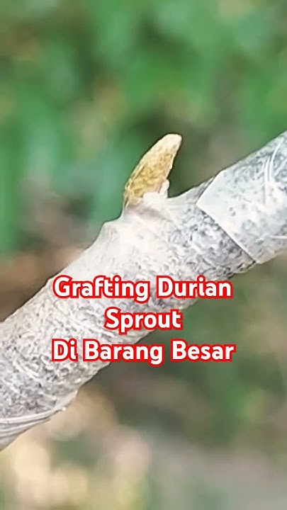 Grafting Durian Sprout Di Batang Besar#2024 Agustus 27 - YouTube