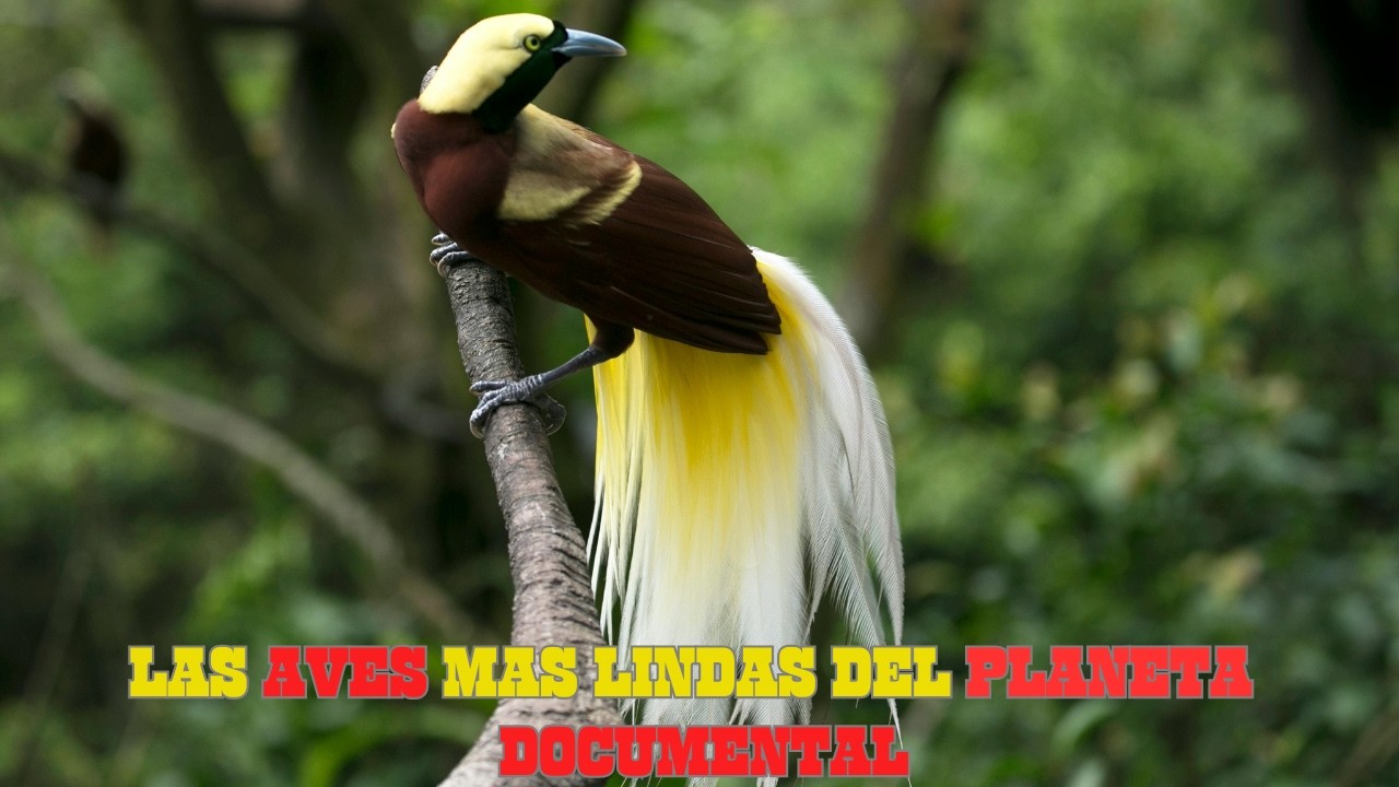AVES Legendarias: PRECIOSIDADES De Nuestro PLANETA | EPISODIO 2 ...