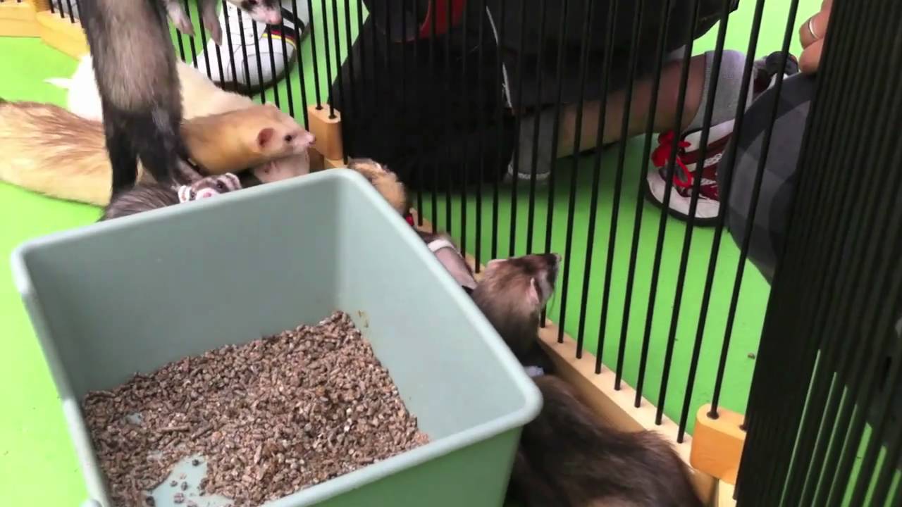 Ferret Expo 2010 - Ferret Run - YouTube