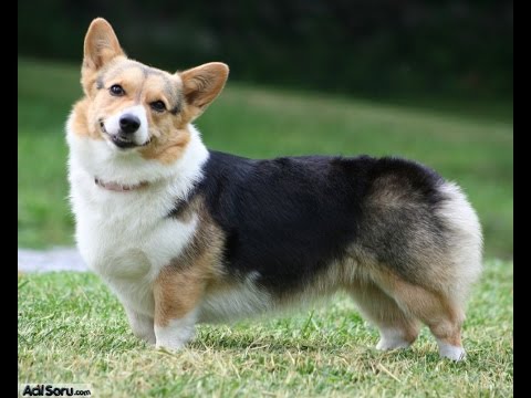 Kendini Araba Sanan (Köpek) :D