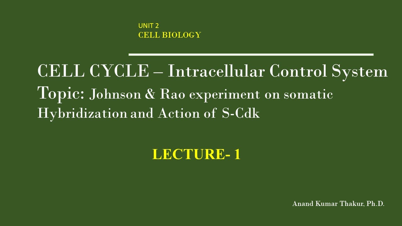 CELL CYCLE - Intracellular Control - 1 - YouTube