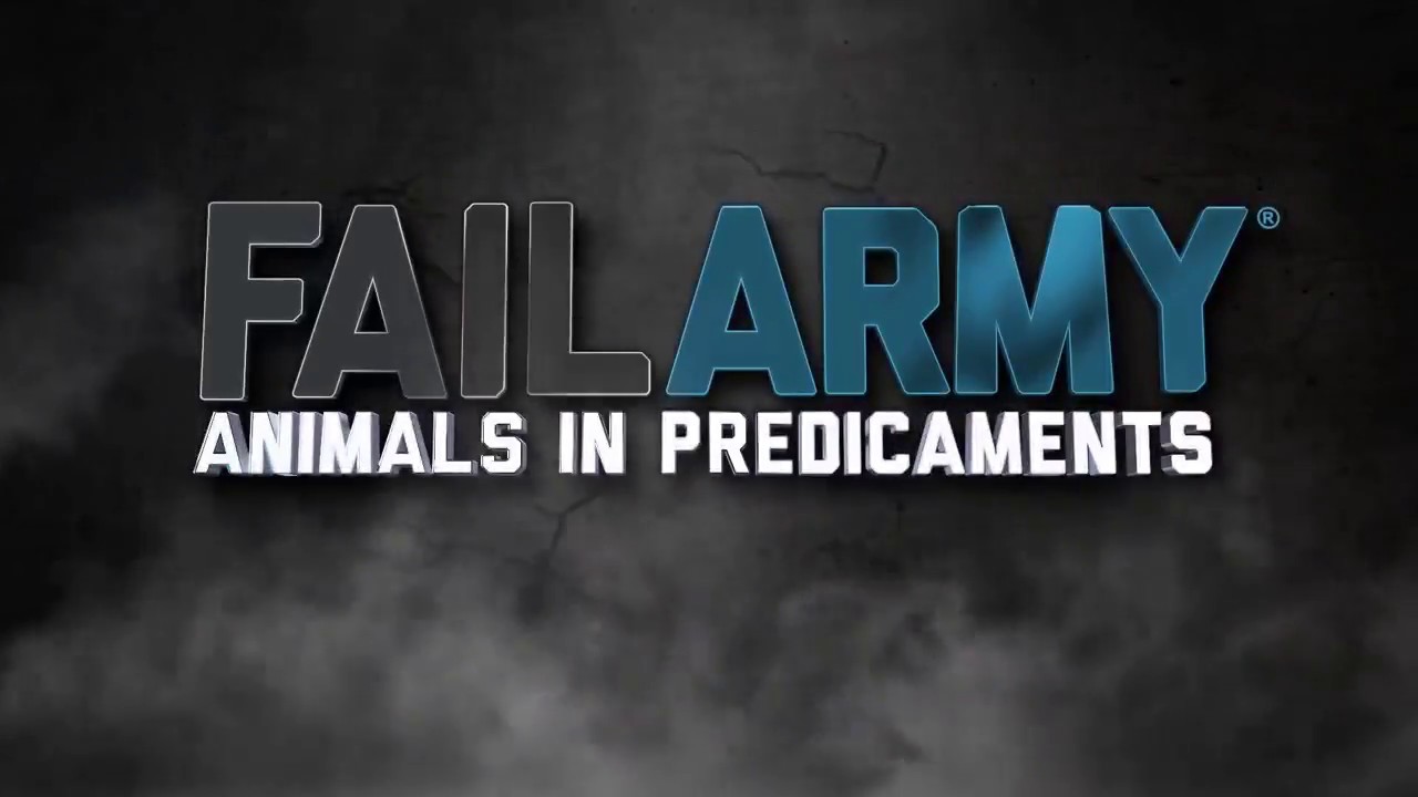 Funniest Animal Fails Compilation Failarmy - HD - 2018 - NEW - YouTube