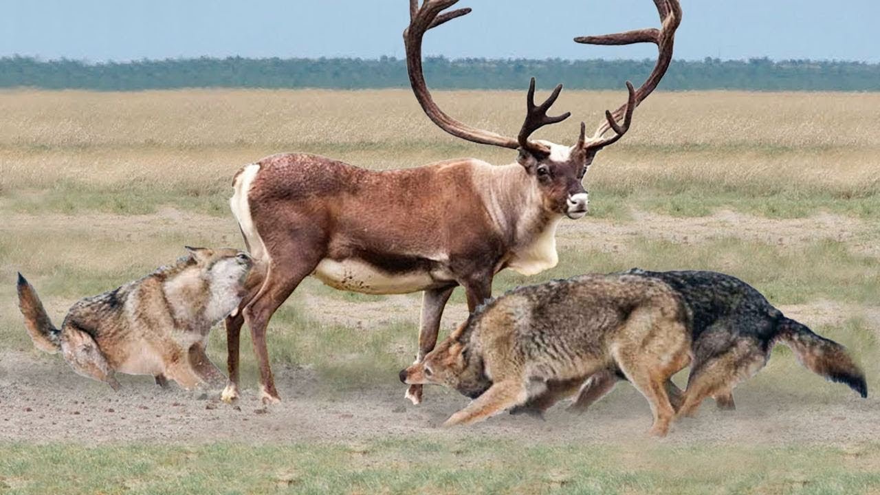The Wolves Surrounded The Deer! Here's What Happened Next.... - YouTube