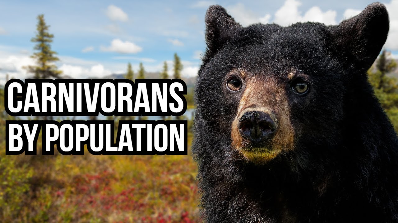 5 Carnivorans With The Largest Wild Populations - YouTube