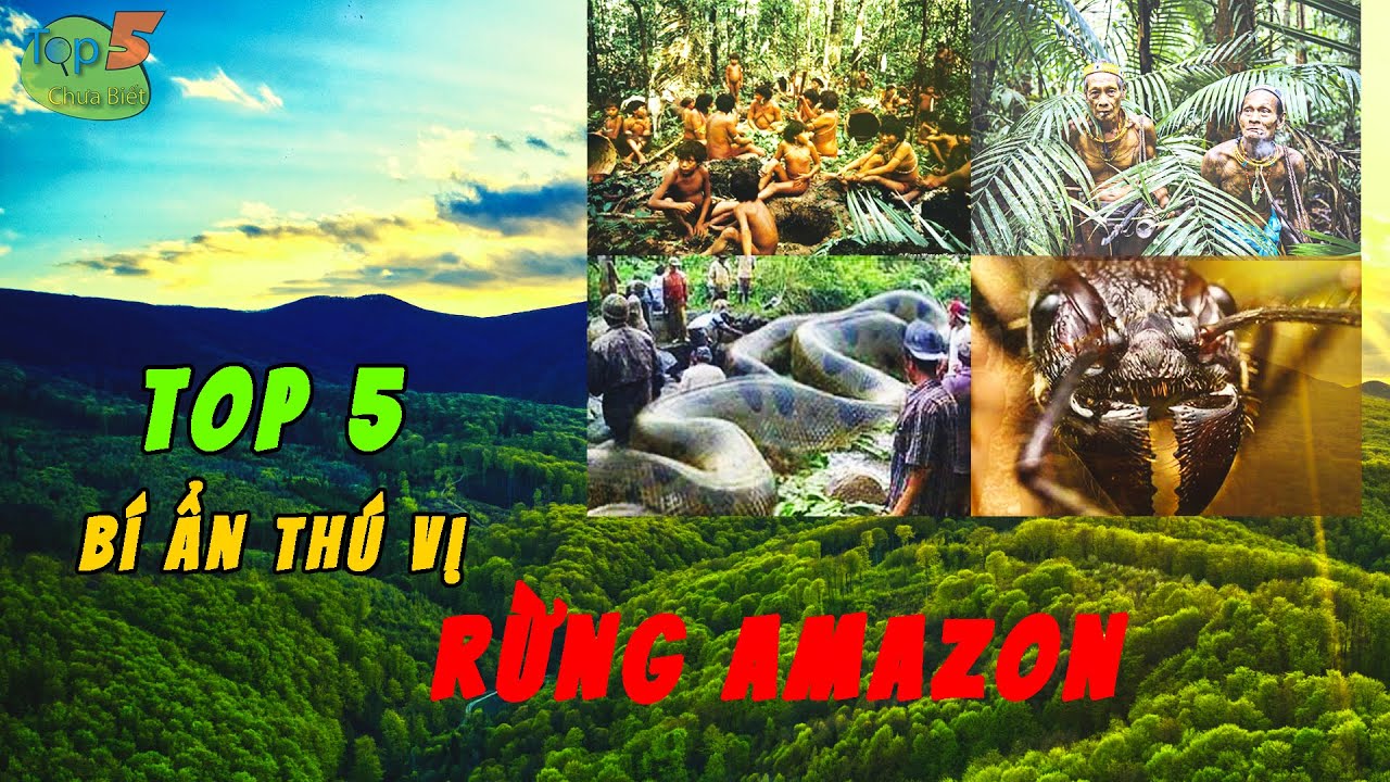 🔥 Top 5 Điều Thú Vị Chưa Biết Đến Của Rừng Amazon | Top 5 Chưa Biết - YouTube