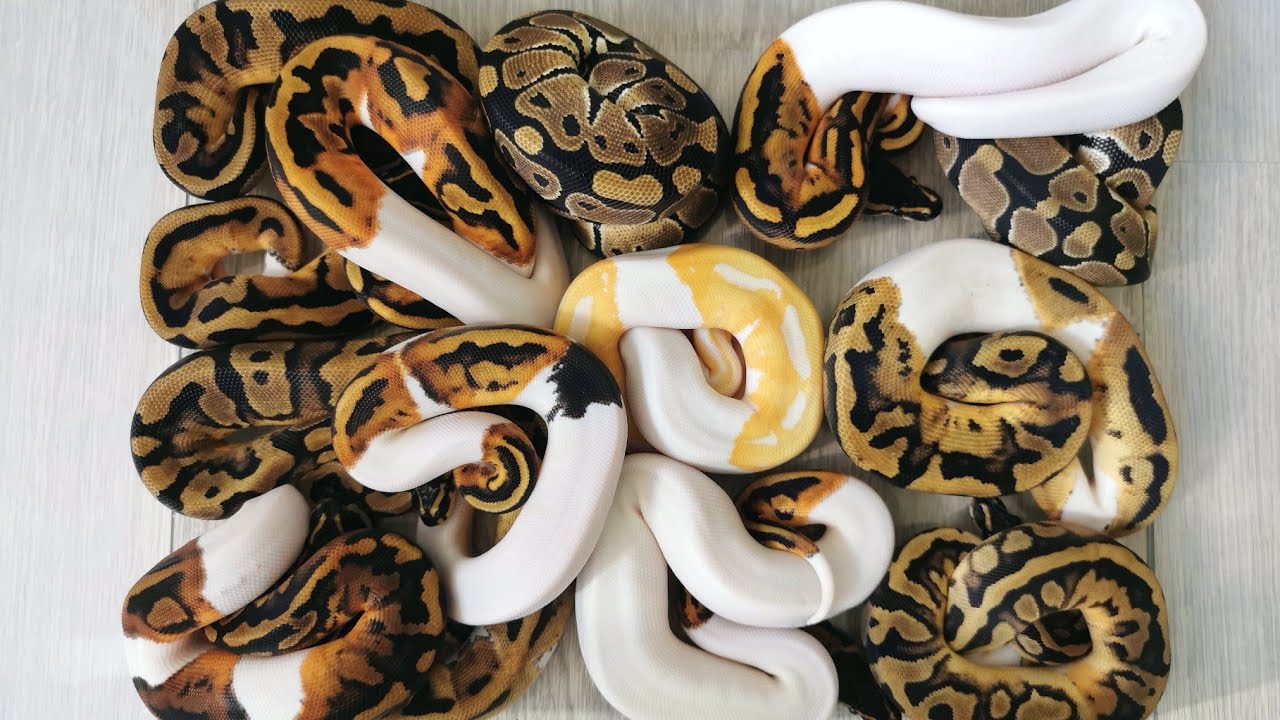 Présentation des naissances de 2022 !!! (Python regius) - YouTube