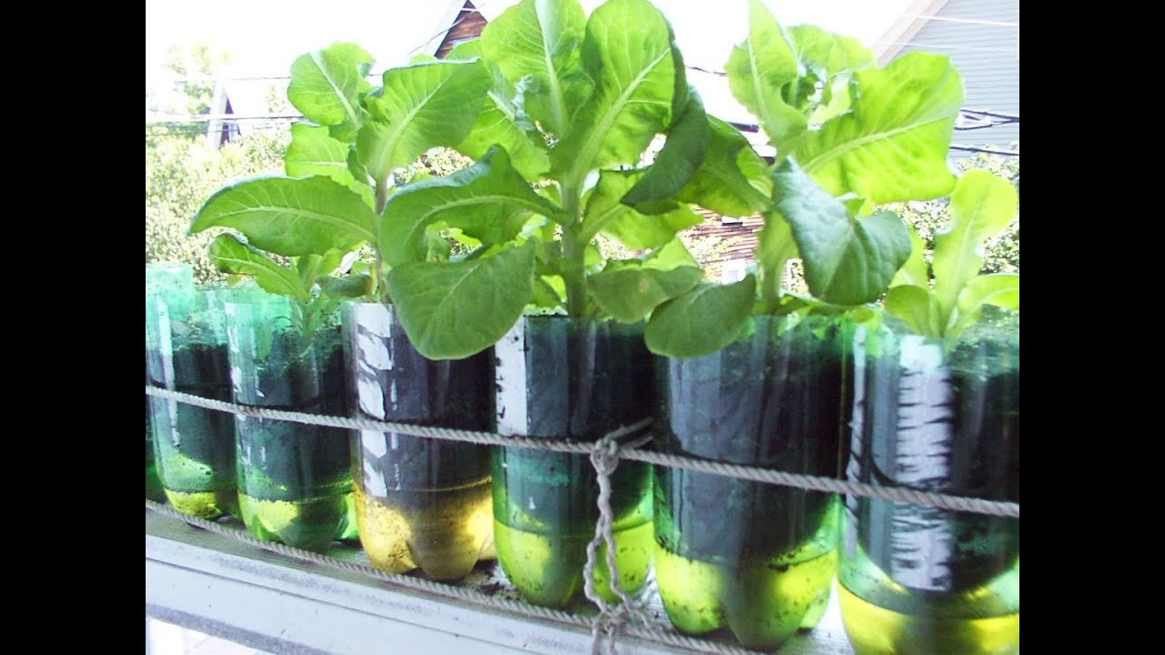 Plant Soda Bottles in the Sun to grow food, spices and flowers (by ...