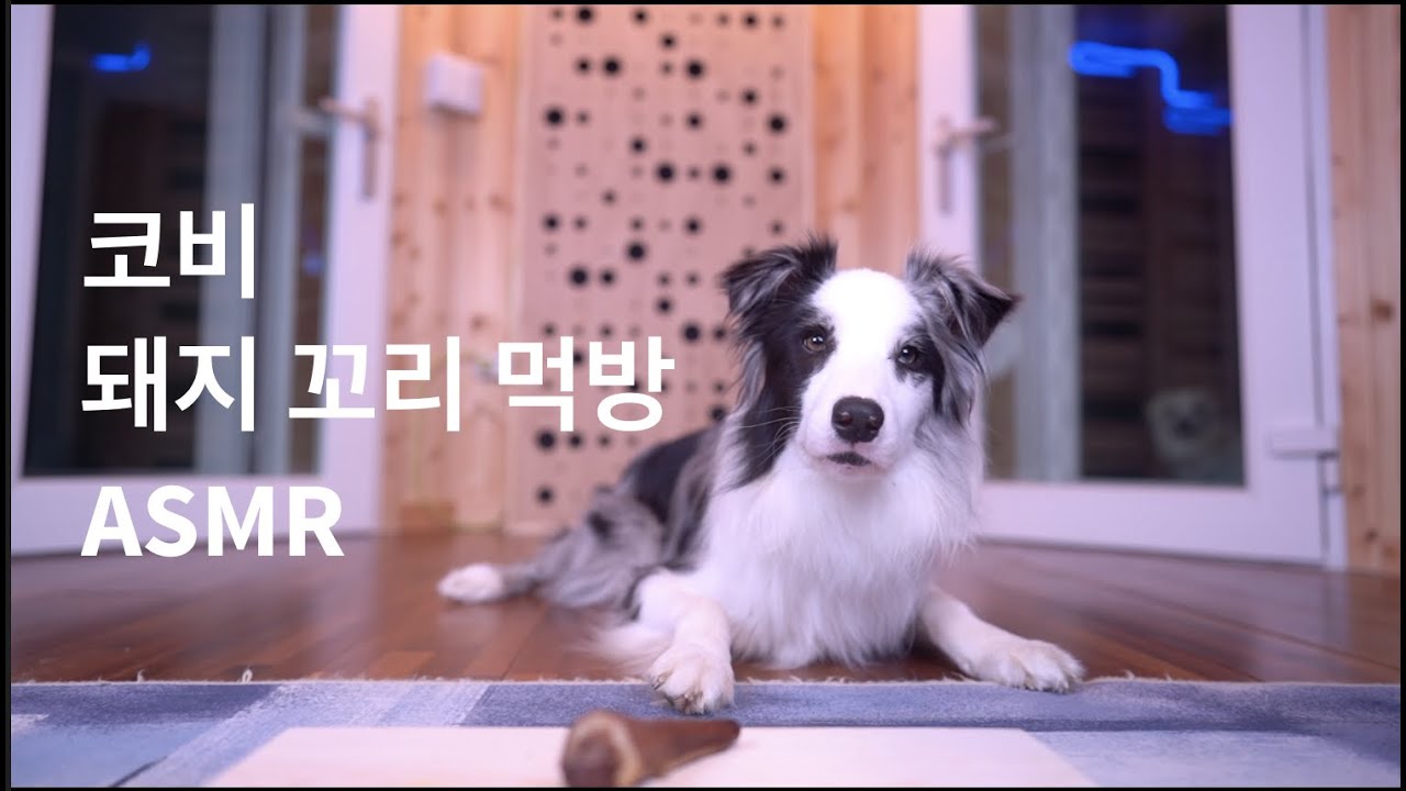 Dog Pig Tail Mukbang ASMR(Feat. Koby) - YouTube
