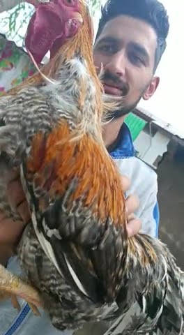 Rooster Saying Allah From FK Aseel Farm - YouTube