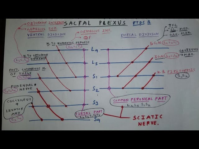 Sacral Plexus Drawing