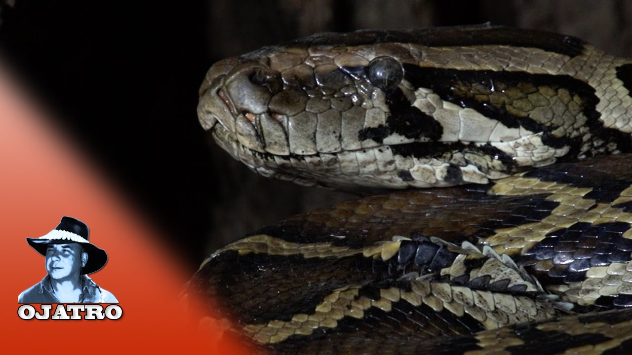 Python vs Killer Toad 01 Narration - YouTube
