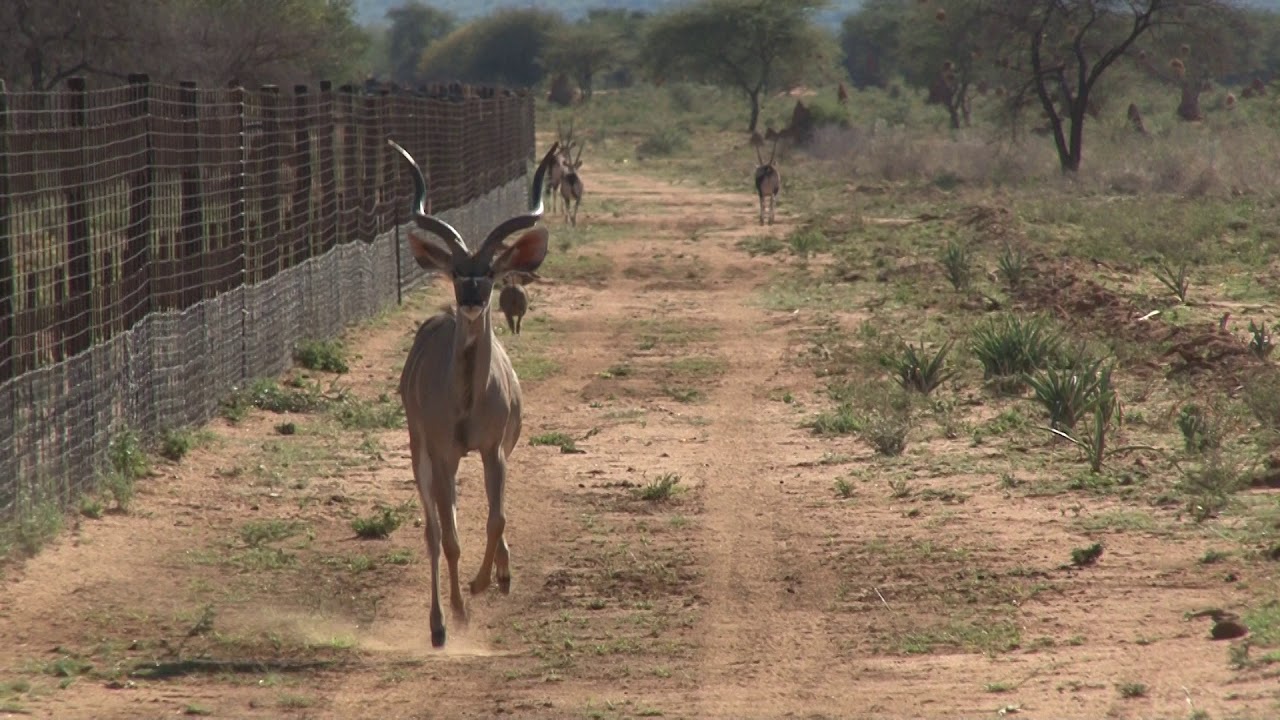 CONDOR HUNTING -ОХОТА-TOP 10 SHOT - YouTube