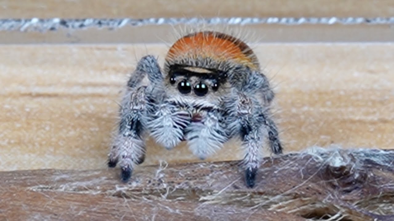 How big is the orange Buddha jumping spider? In order to facilitate ...