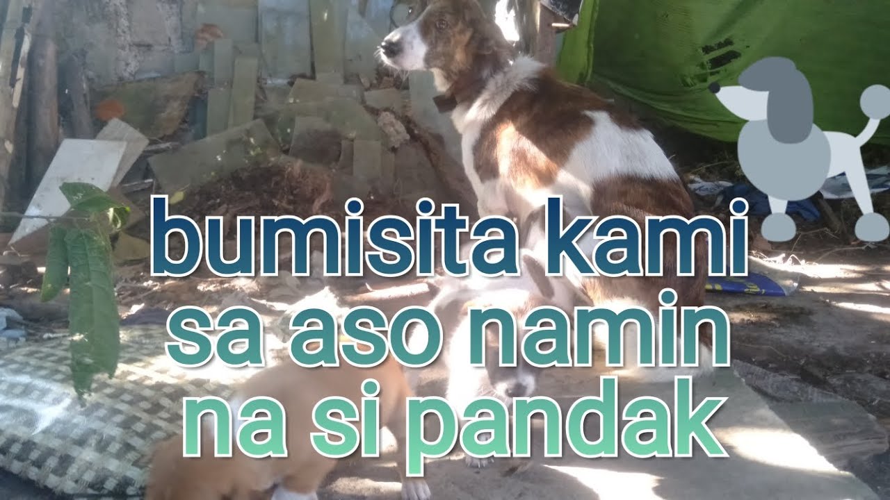 bumisita kami sa aso namin na si pandak🐶🐶🐶 - YouTube