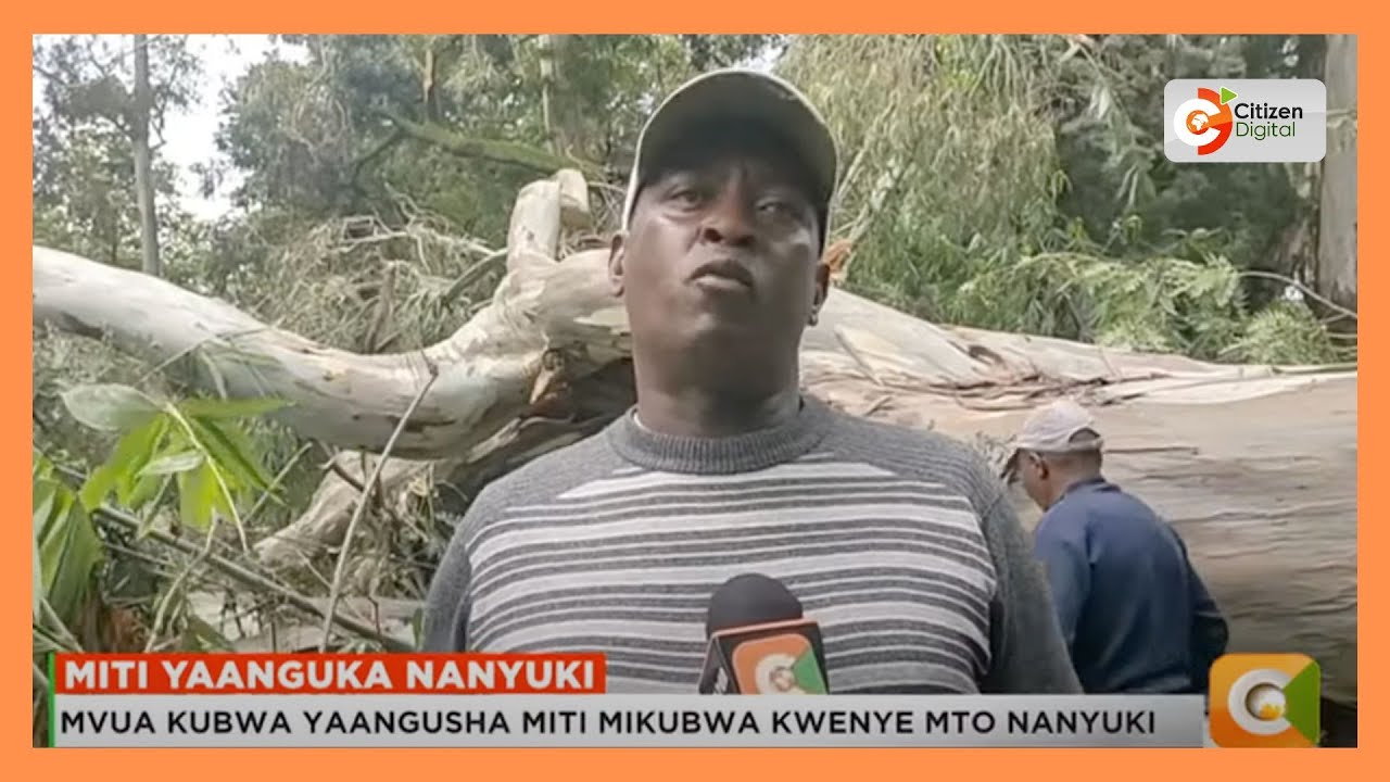 Wakazi wa mji wa Nanyuki watahadharishwa dhidi ya miti mikubwa iliyoko ...