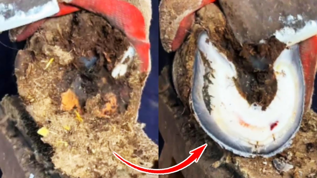 Great Donkey Hoof Trimming! Cut Off The Bad Hooves丨ASMR丨Donkey hoof ...