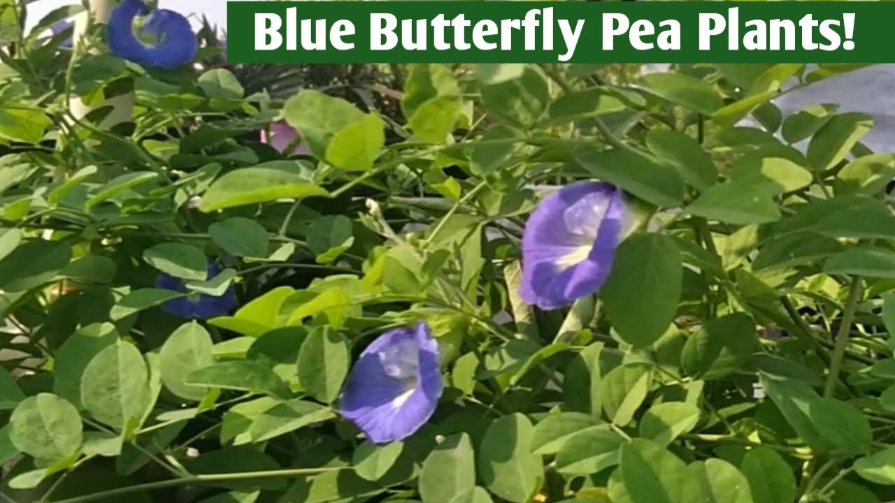 Blue butterfly pea plants care | Grow blue pea plants in pot ...