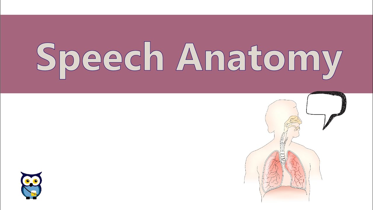 Anatomy Of Speech