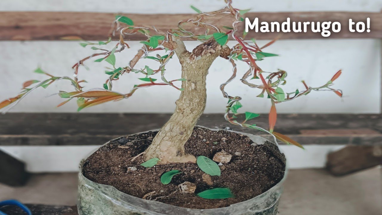 Buti pa manuod ka nito! mandurugo bonsai material rewiring update - YouTube
