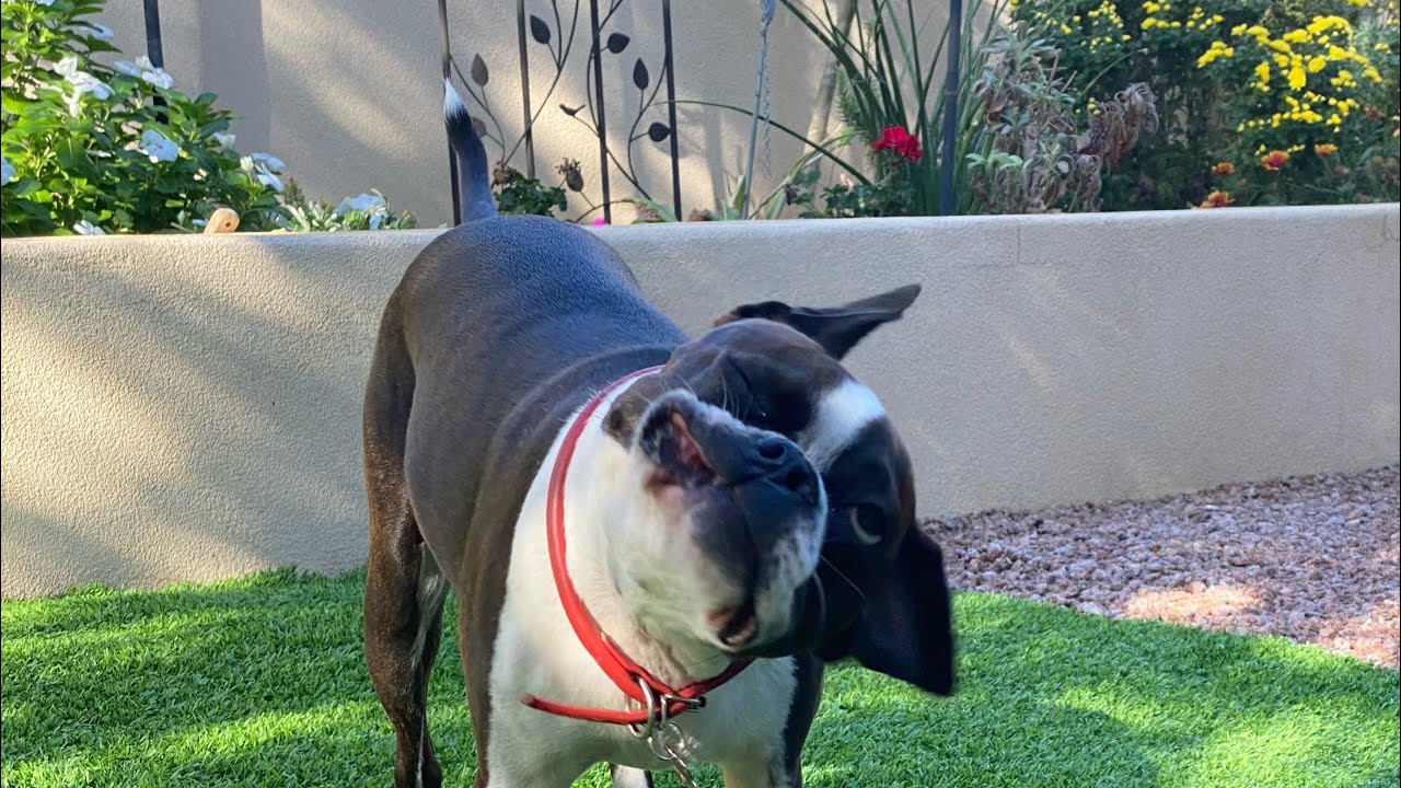 Crazy Boston Terrier Just Wants to Play! - YouTube