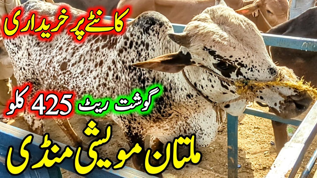 Multan Cow Mandi Latest Updates ️‍🔥🔥Kante Py Khareedari 💥 | Bakra Mandi ...