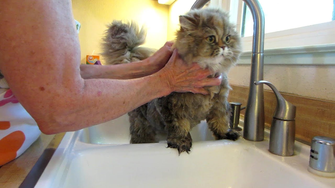 14 06 19 Persian kitty, Gypsy Rose, has a SPA day - YouTube