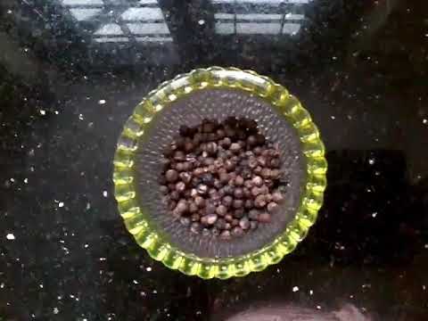 How to make chukku kappi - YouTube