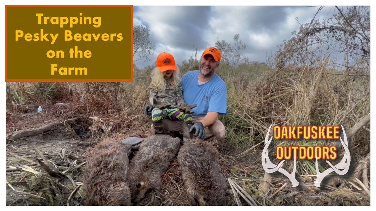 Trapping and Catching Pesky Beavers on the Farm | December 2022 - YouTube