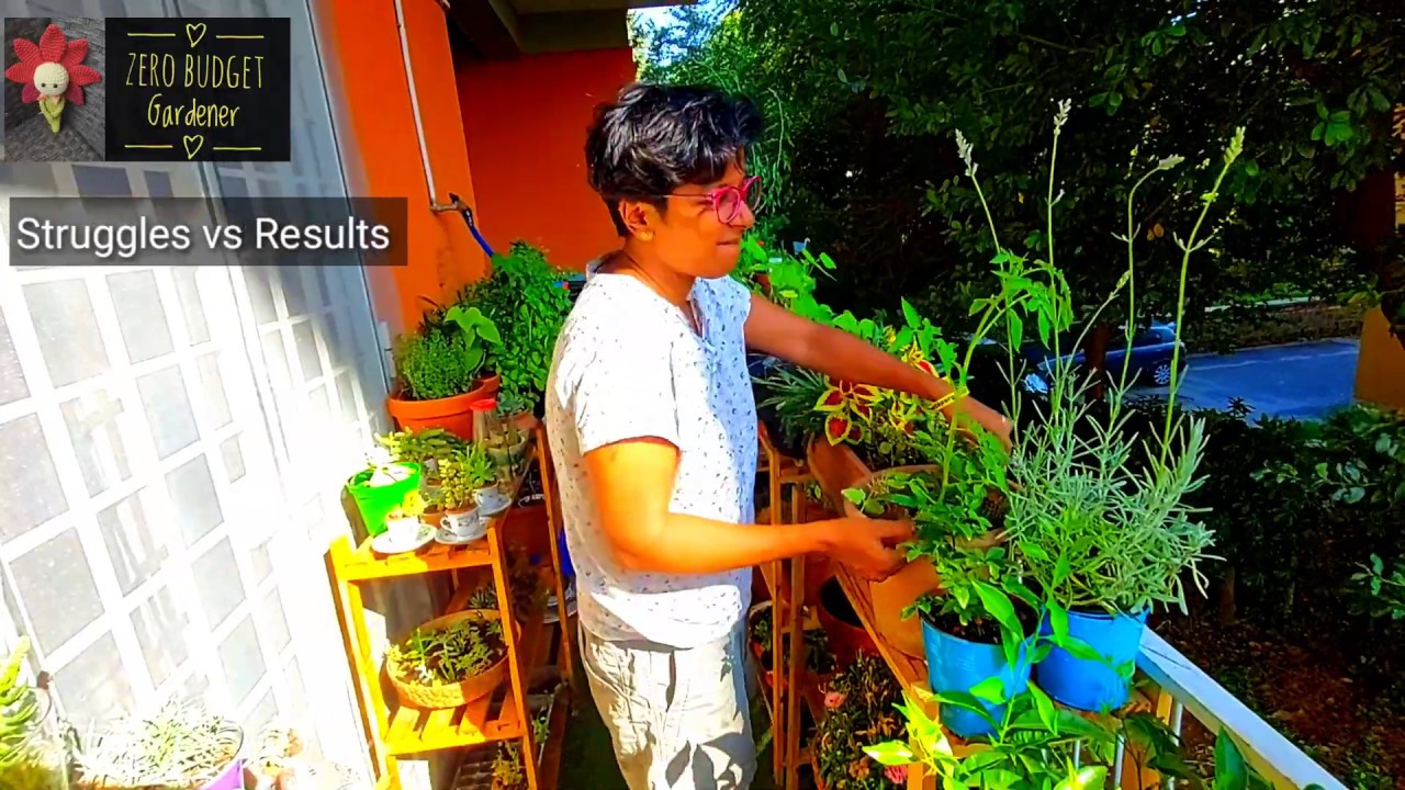 Balcony Garden in Italy updates: Harvest, is it worth growing ...