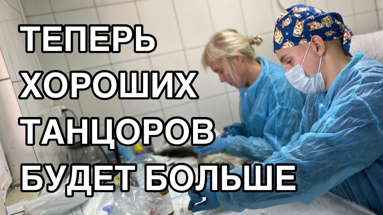 Спасение животных Стерилизация в приюте «Хвостатое счастье Часть 1