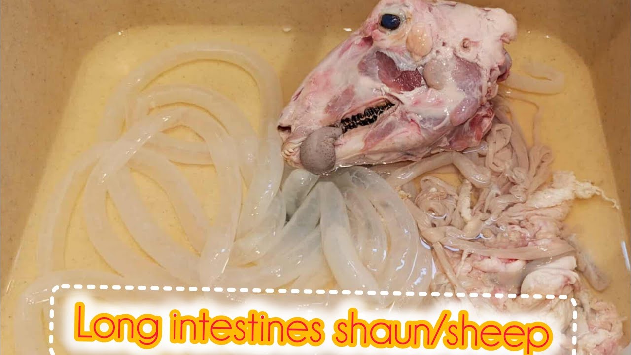 The best way to clean long intestines sheep/shaun come watching # ...