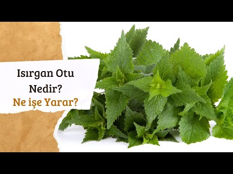 Isırgan Otunun Faydaları Nelerdir?