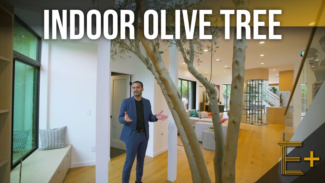 Modern with a Mature Olive Tree Built Into The Living Room - YouTube