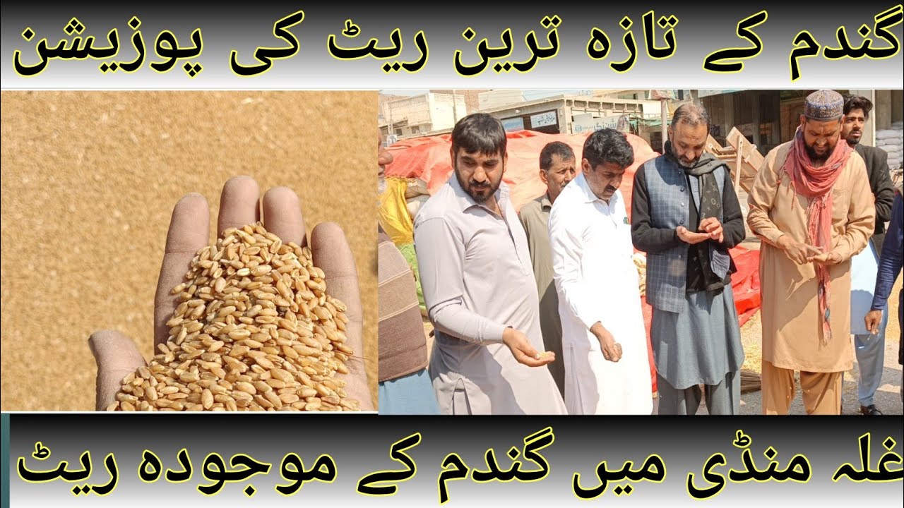 Today Wheat New Price|Gandam Ka Ajka Rate|Galla Mandi Wheat Rate|SDK ...