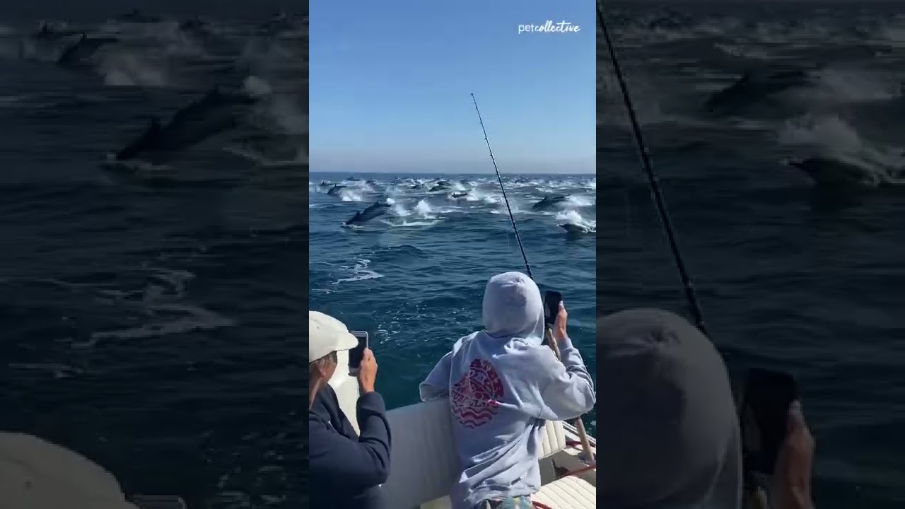 AMAZING Dolphin Migration Caught On Camera! #Shorts - YouTube