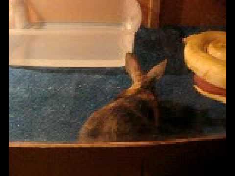 Snake vs. Bunny - YouTube